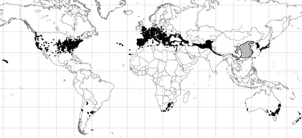 Tree of Heaven’s Dampening Effect on Biodiversity – ArP